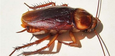 Eric the Bug Guy | Professional Pest Control Services