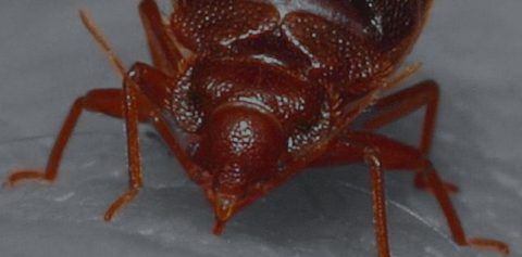 Eric the Bug Guy | Professional Pest Control Services